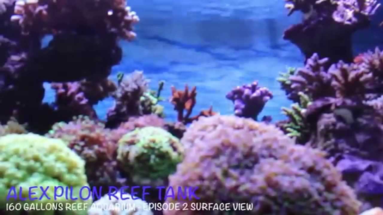 ALEX REEF TANK 160 Gallon SPS / LPS salt water aquarium - EPISODE 2 ...