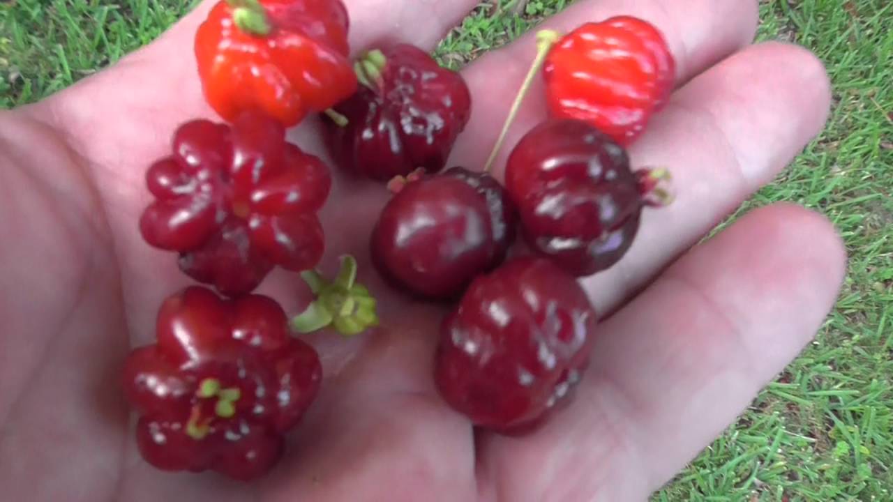 Chineese Lantern Fruit - SO GOOD and EASY TO GROW!!!! - YouTube