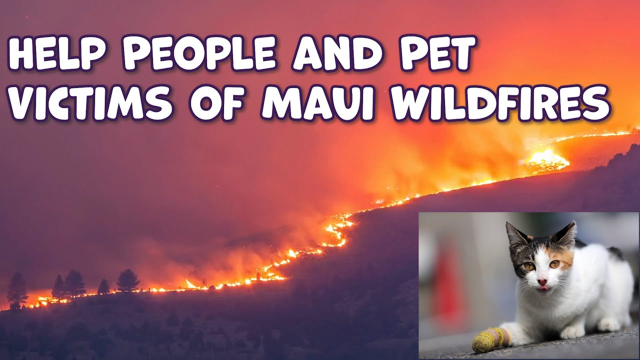 Help People & Pets Displaced By Wildfires In Maui - YouTube