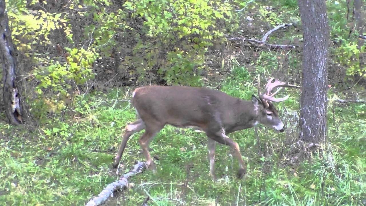 C-N-C Outdoors The "Lucky" Buck - YouTube