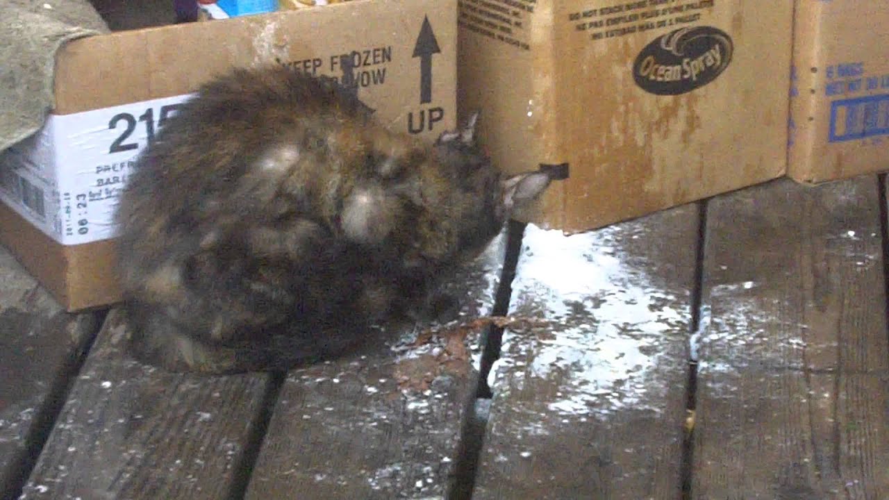 Junkie Cat - YouTube