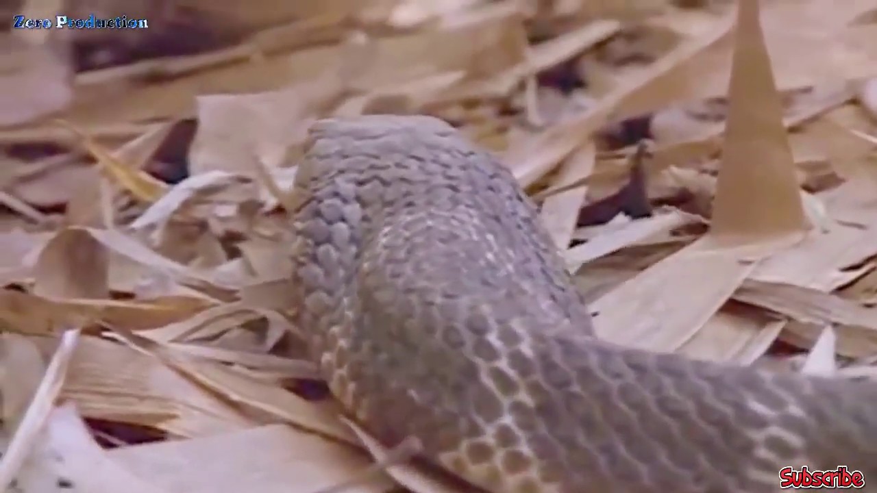 Snakes vs animals | snake eats rabbit | Eagle eat Snake | Snake eats monkey | deadly snake ...