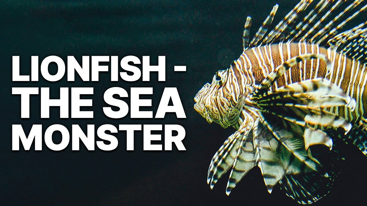 Lionfish - The Sea Monster | Invasive Species - YouTube