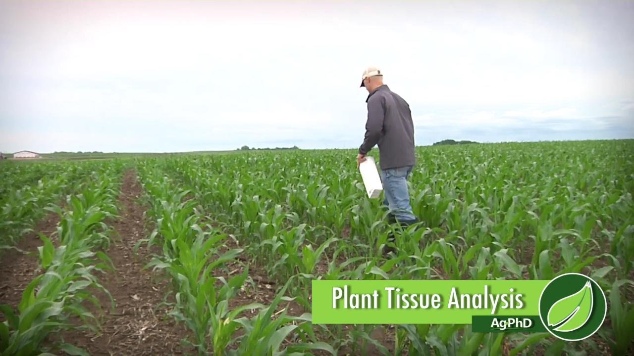 Plant Tissue Analysis 1006 Air Date 7 16 17 YouTube plant-tissue-analysis-1006-air-date-7-16-17-youtube