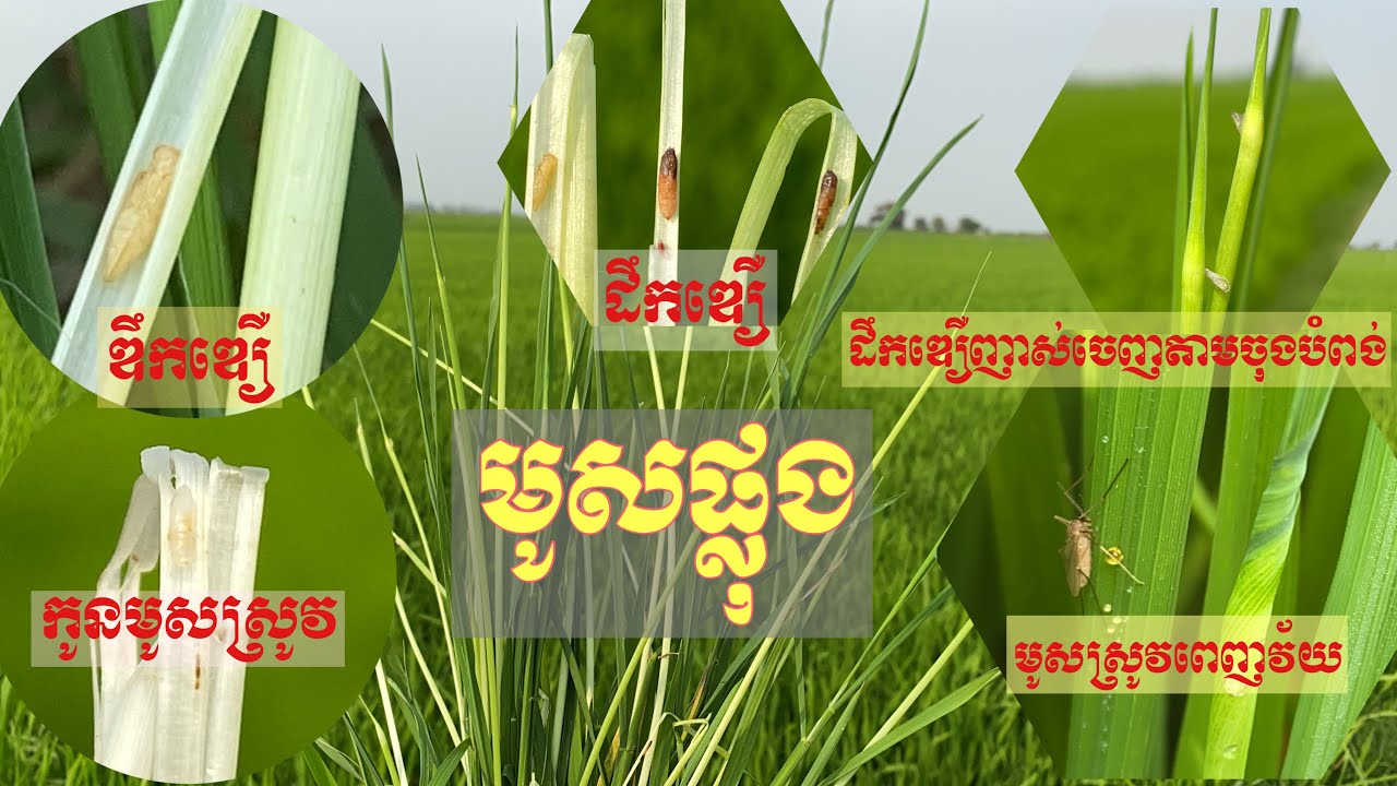 Rice gall midge mostly damage during December until now February and ...