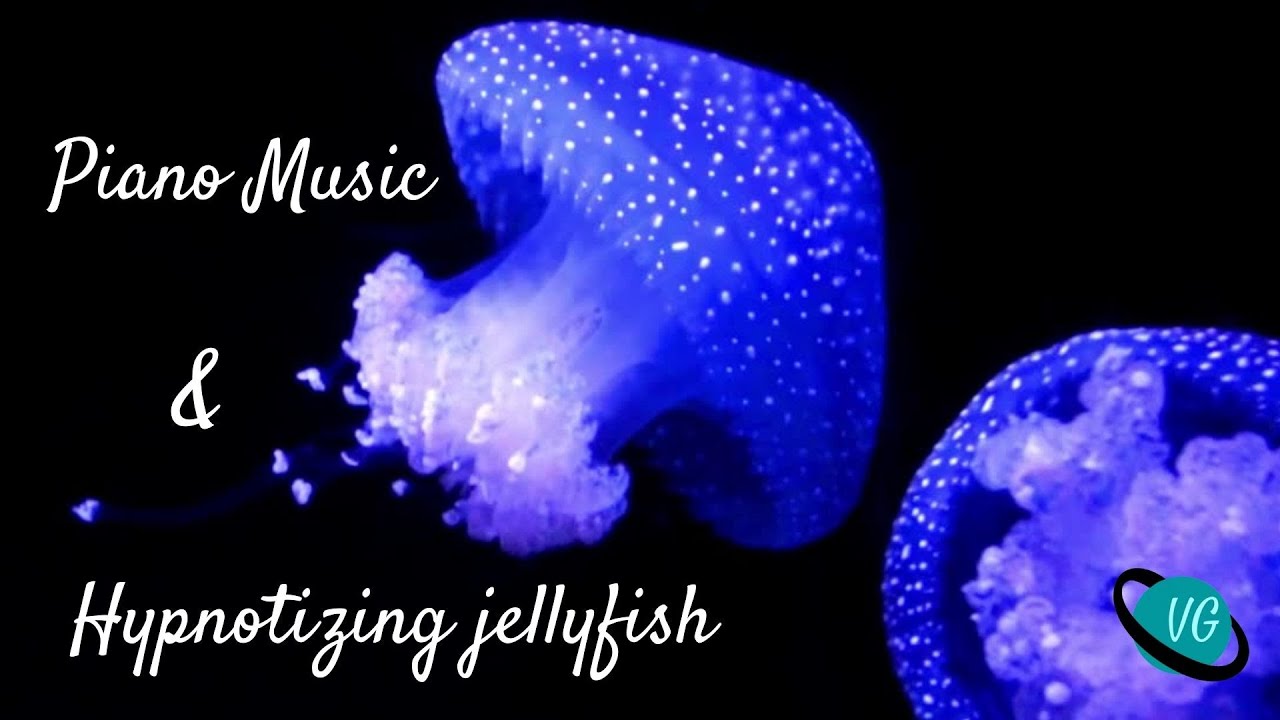 Tranquil Piano Music with Hypnotizing Jellyfish For Deep Relaxation ...