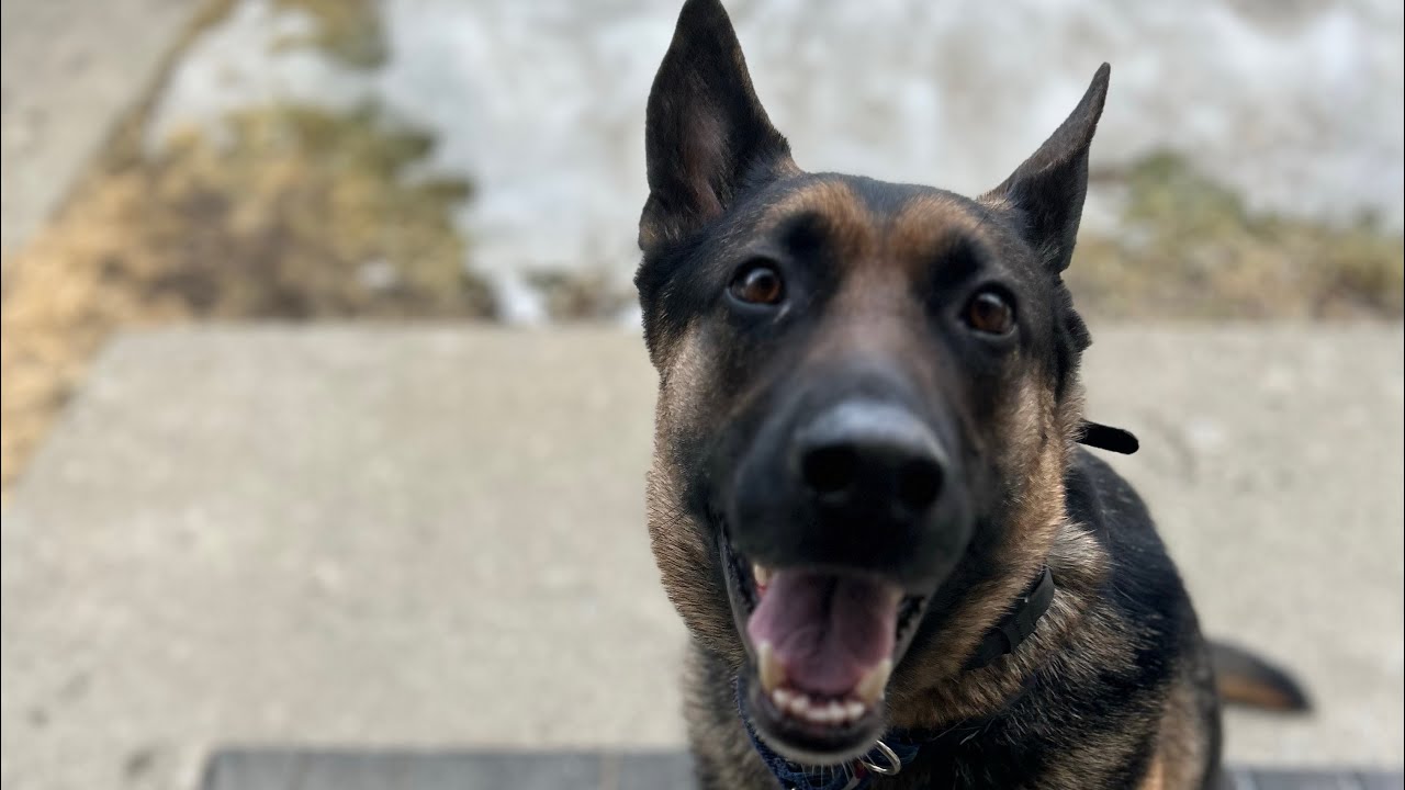 Apollo and his awesome 14 day transformation with off leash K9 training ...