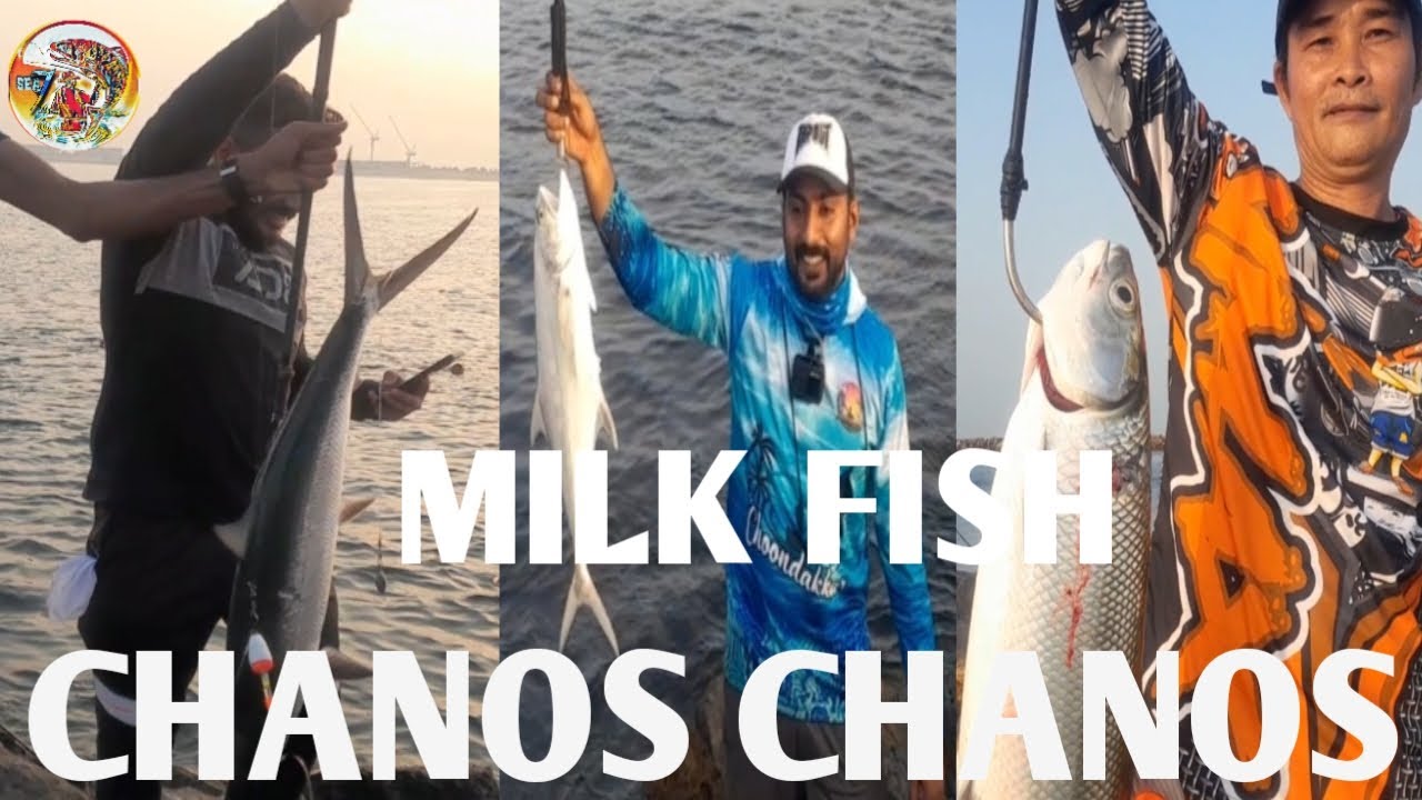 #New Video 2023#Fly fishing for milk fish-Amazing video# - YouTube