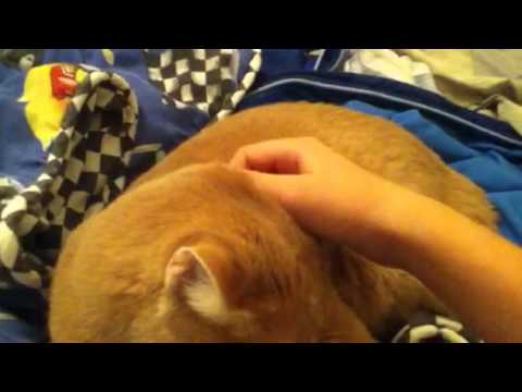 Please rub my tummy