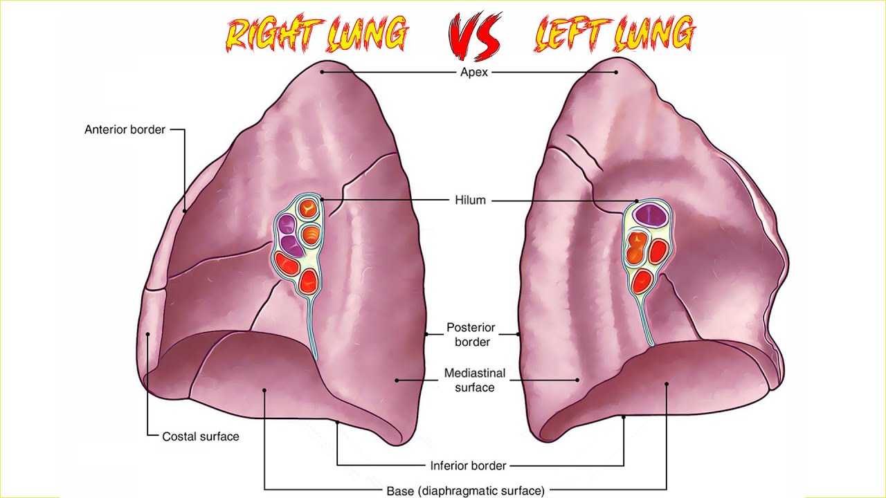 How can you differentiate Right Lung from Left Lung | Right lung vs ...