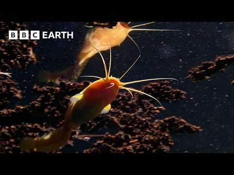 🔴 LIVE: A Journey Across Africa | BBC Earth