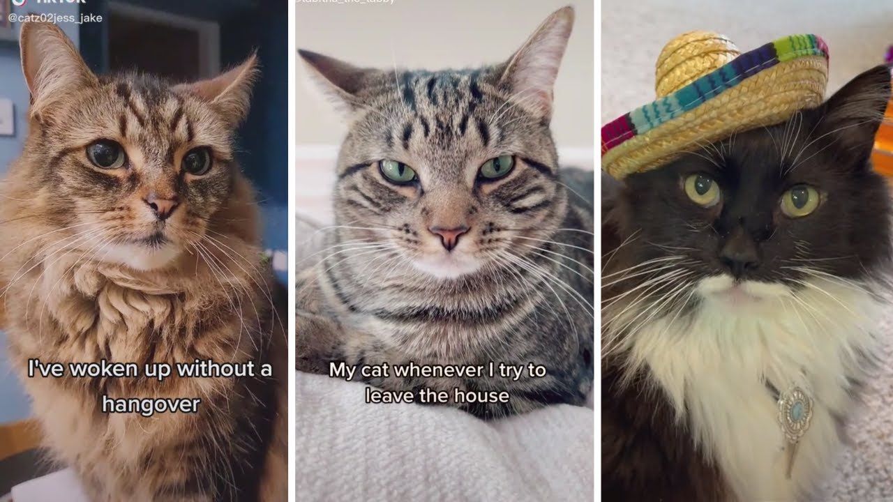 Best Cat Videos You Will See! 😹 ️️ A Purrfect Compilation - YouTube