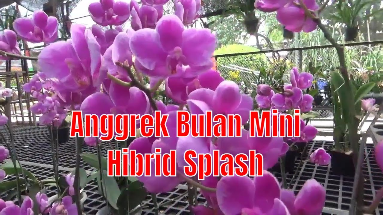 Anggrek Bulan Mini Hibrid Splash - YouTube