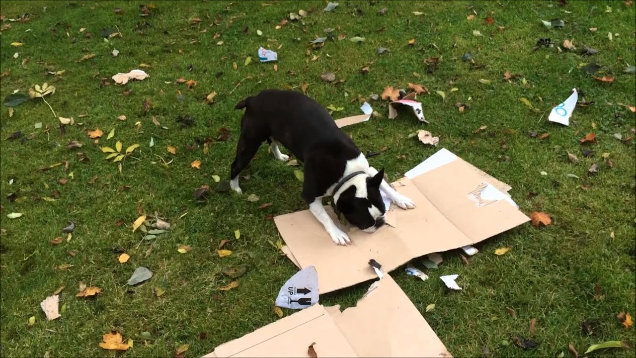 Boston Terrier attack - YouTube