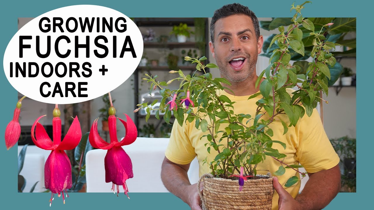 Houseplant Trends 2021: Growing Fuchsia Plants Indoors - Crucial Care ...