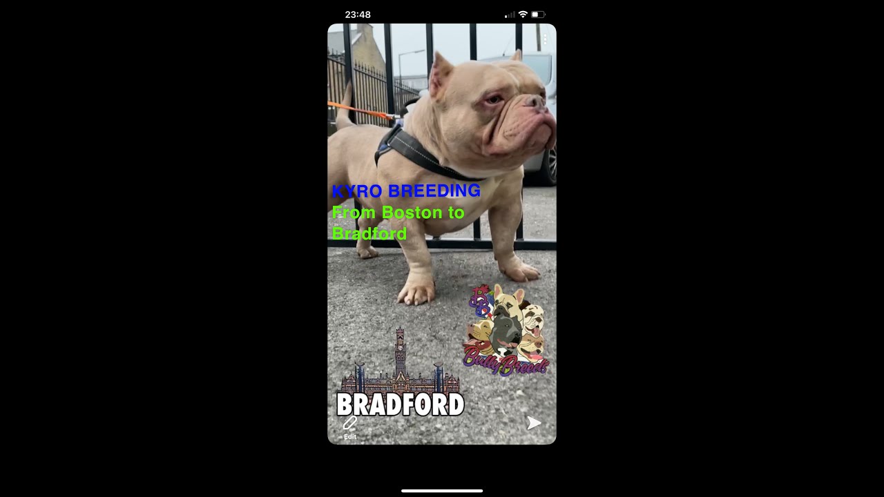 AMERICAN BULLY DOG BREEDING/INSIGHT INTO HOW WE DO THINGS AT ...