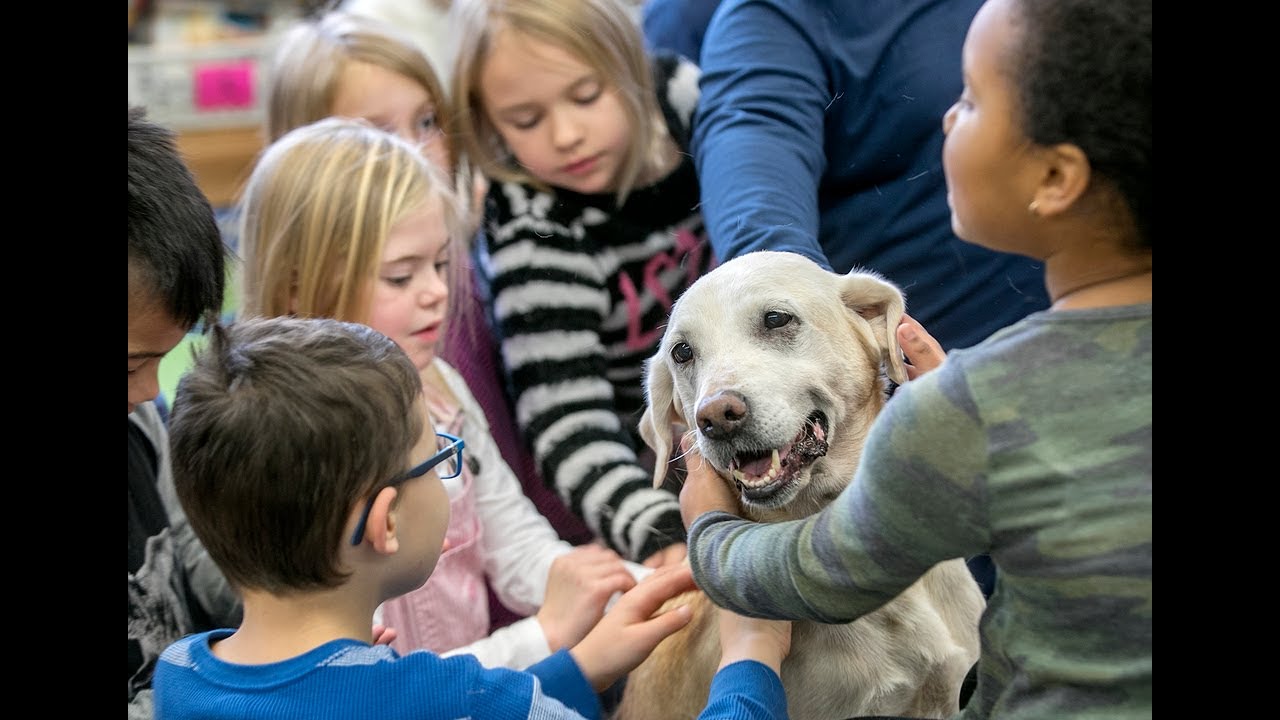 Rescued Illinois dog with terminal cancer gets a bucket list - YouTube