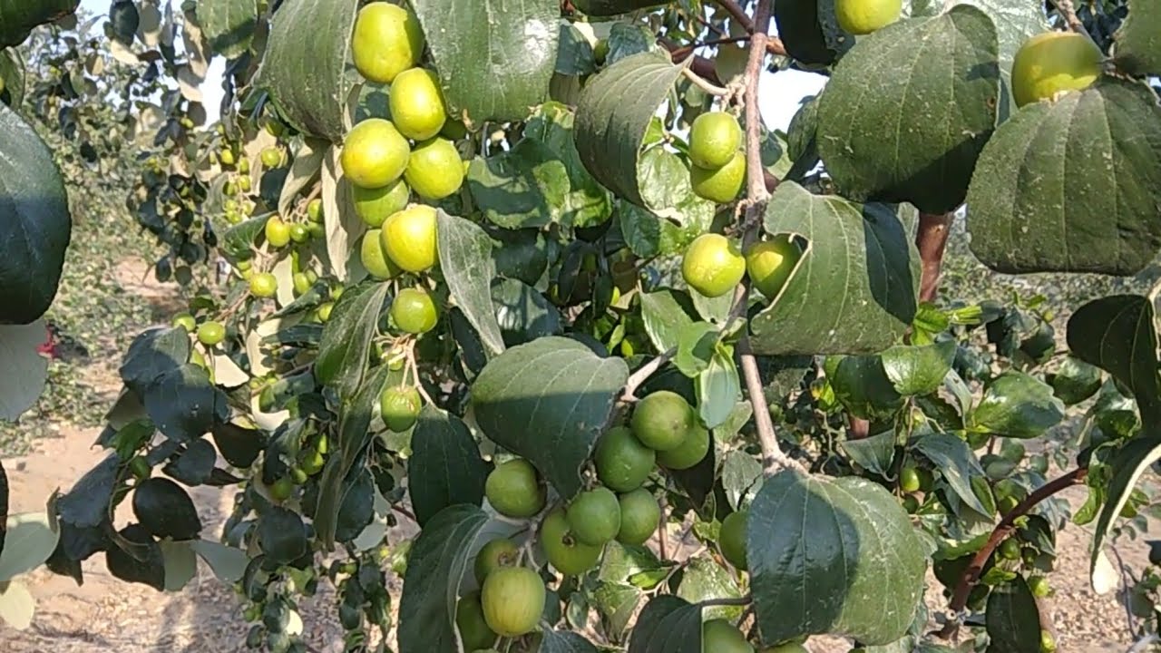 Ber variety, Gola, Umran, Elaichi, Thai apple, Banarasi - YouTube