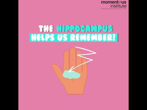 Hand Model of the Brain - YouTube