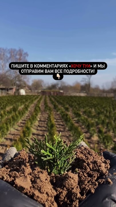 Туя Смарагд Беларусь - YouTube