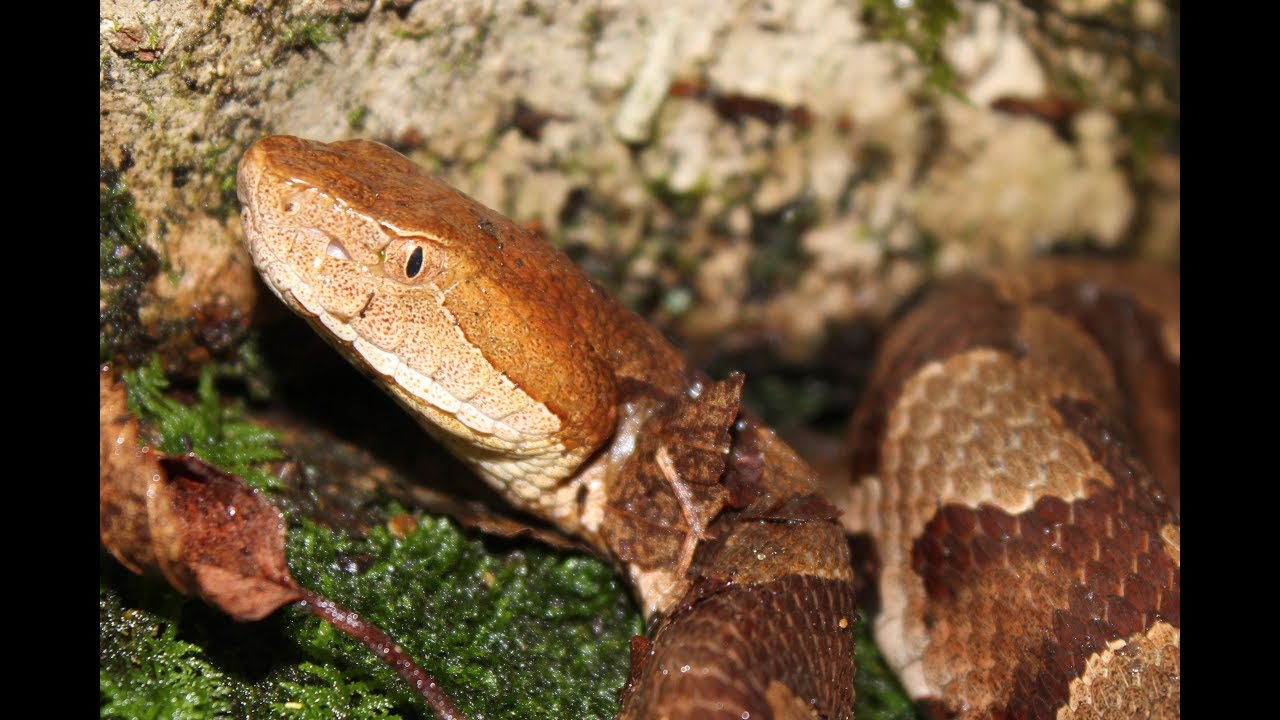 The Truth about Copperheads - YouTube