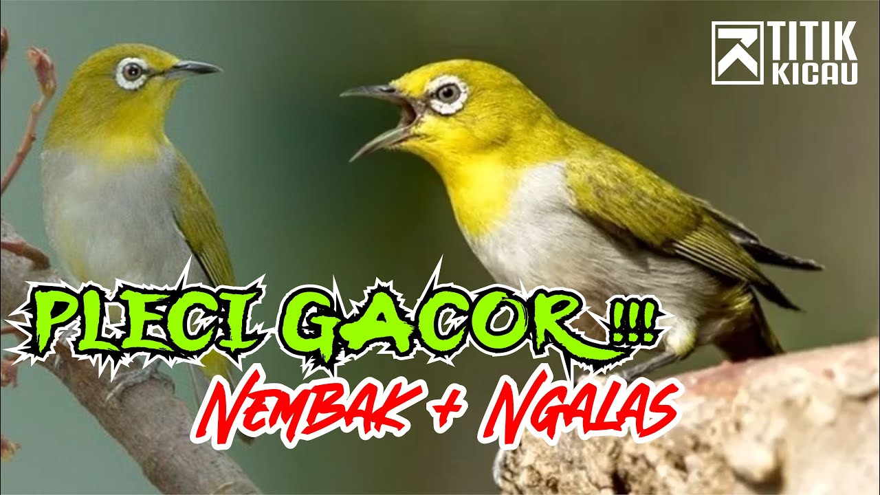 PANCINGAN DAN MASTERAN PLECI GACOR NGALAS + NEMBAK | PANCINGAN PLECI TERAMPUH #plecigacor #pleci ...