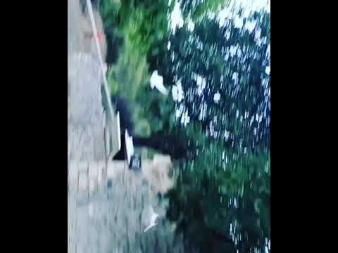 Orxan Lökbatanlı kaş yenə o uşaqlıq o damlar olsun