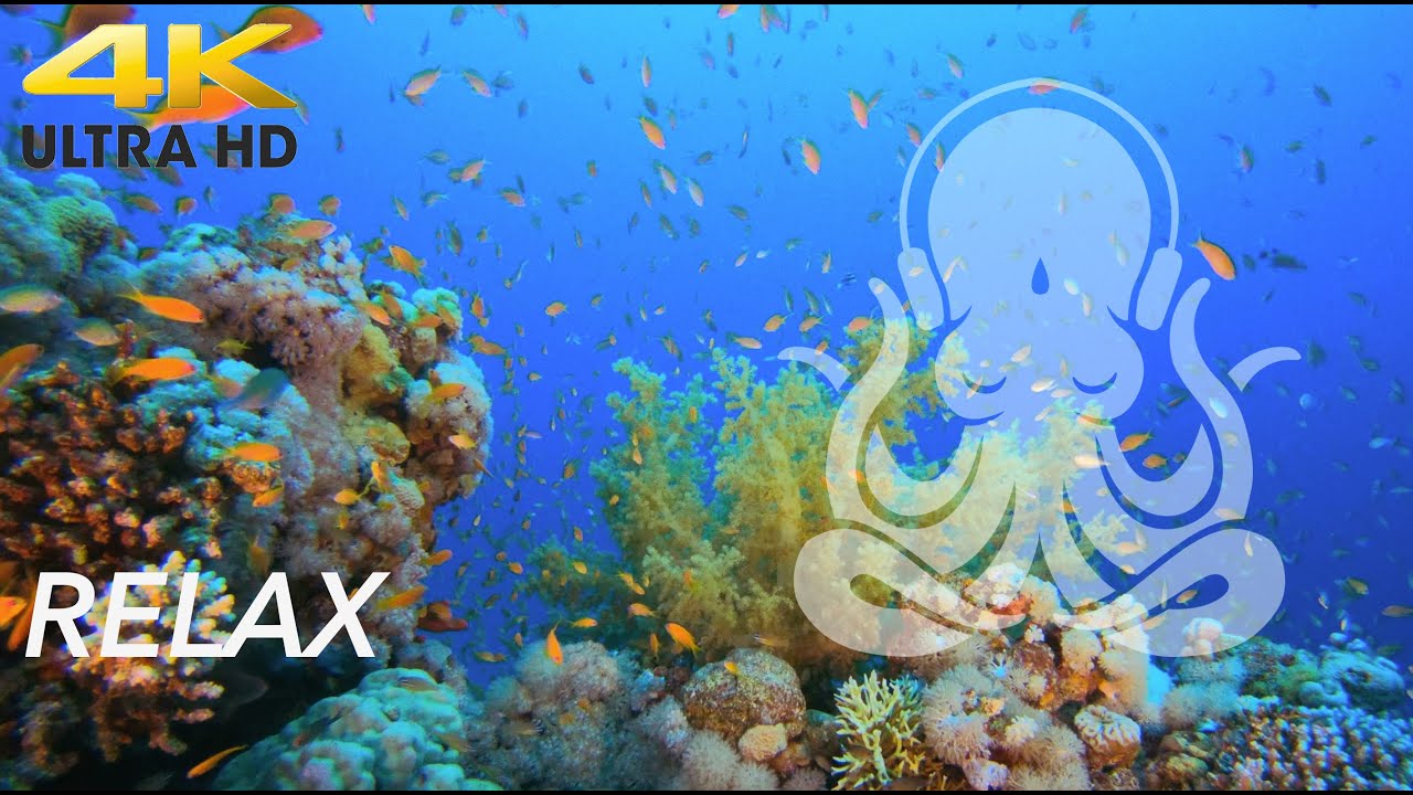 Underwater calm & relax piano music for sleep, meditation, study, relax ...