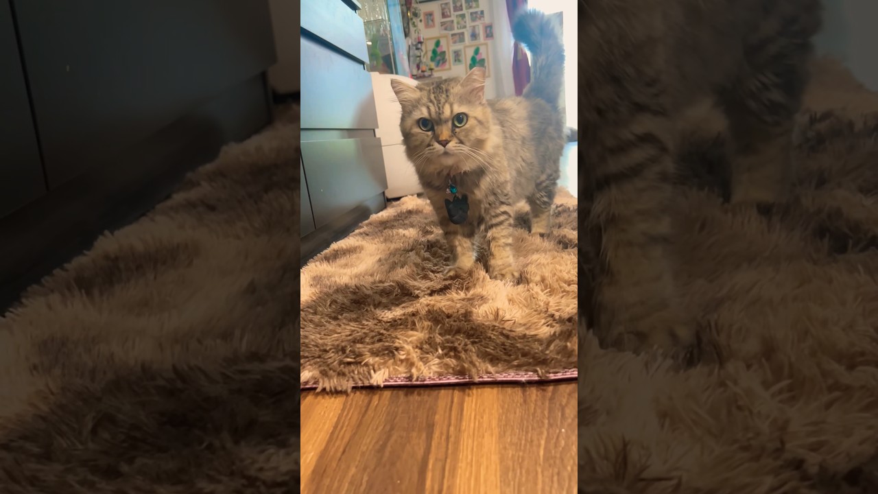 Talking Smokey..!! 😻 - YouTube