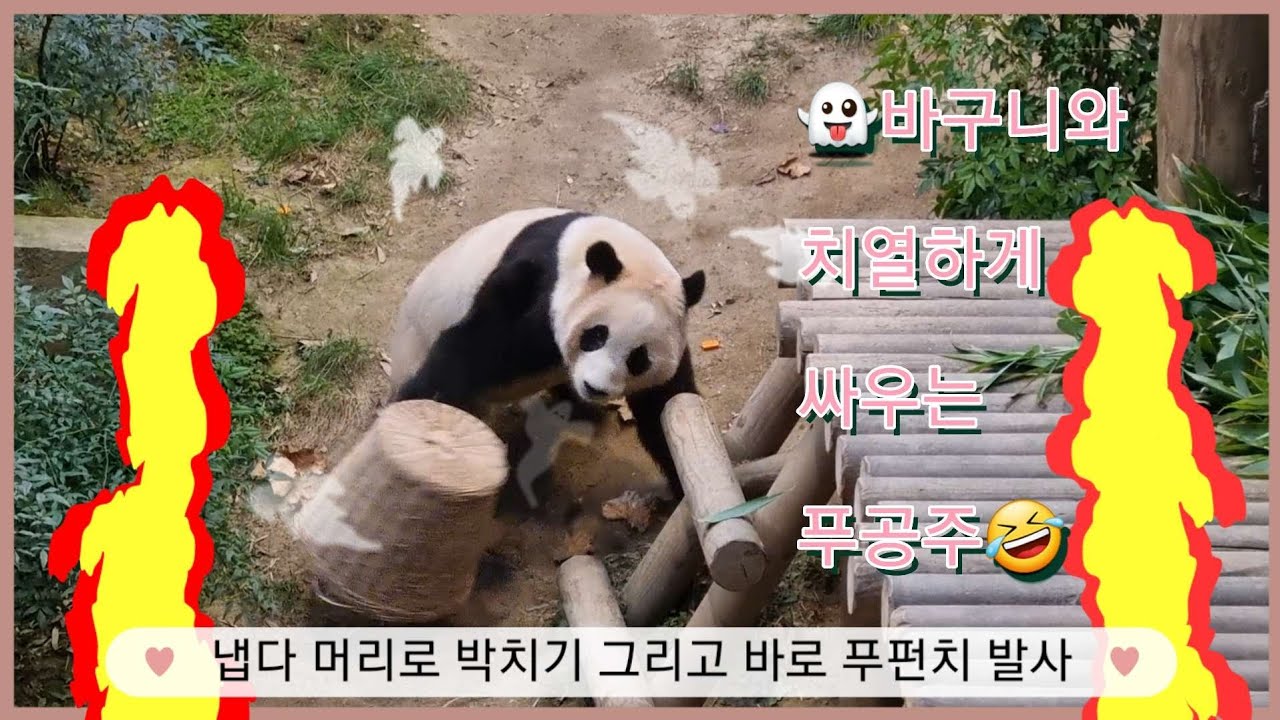 이제 제법 단단해진 우리 귀요미 푸바오💕친구하고 싶었던 바구니가 갑자기 유령바구니가 되어서 치열하게 싸우는 우리 푸공주🤣💕 Youtube