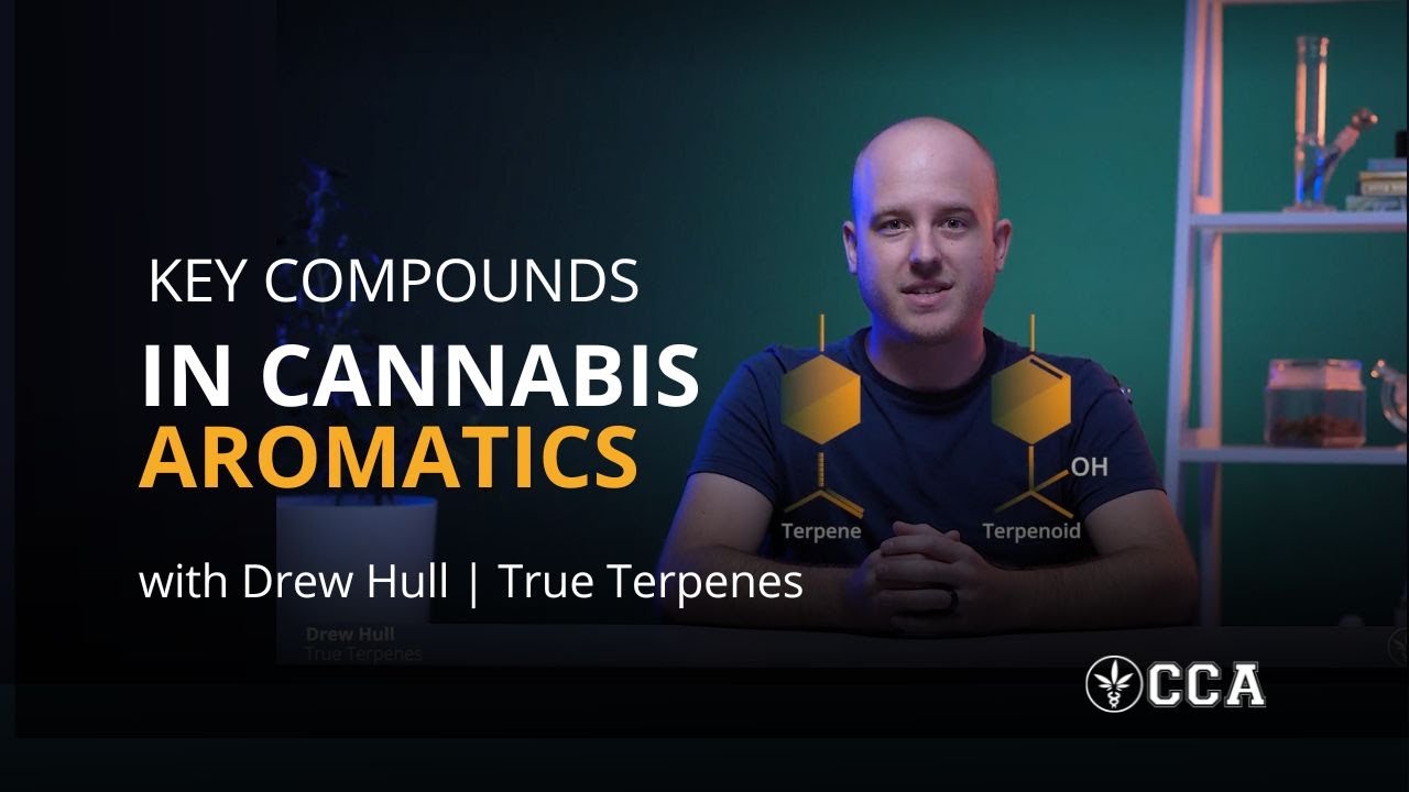 Key Compounds in Cannabis Aromatics - YouTube