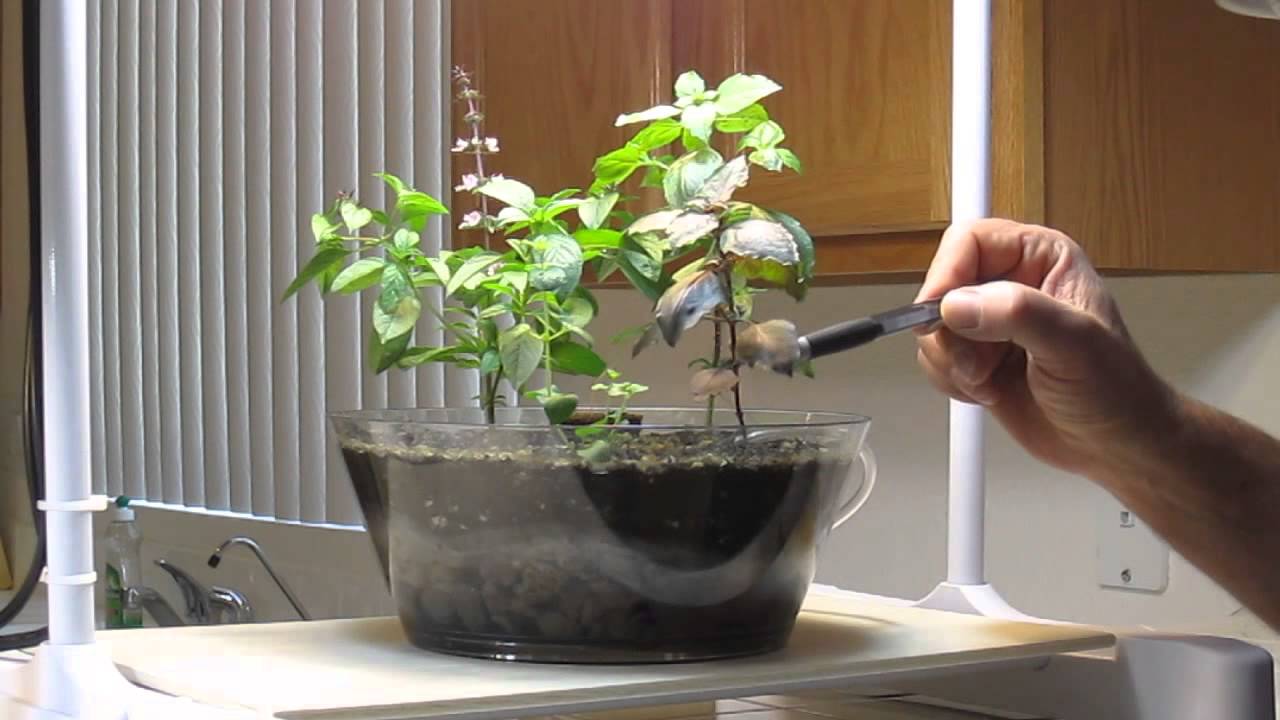 Transplant Update: 30 days with Air Injection Technology for SOIL ...