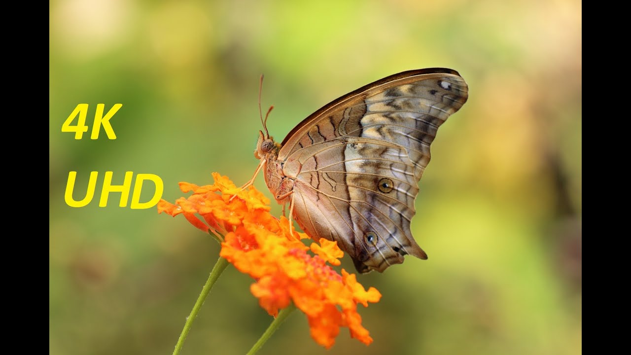 4K UHD FLOWERS VIDEO - YouTube