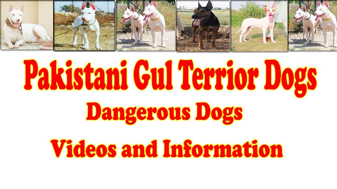Gull Terrier Dogs | Pakistani Gul Terr Dogs | Dogs Information ...