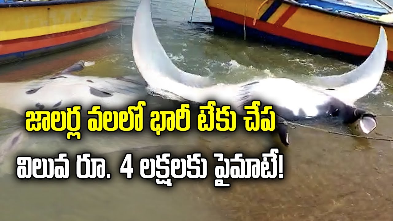 1500 Kgs Rare Teak Fish Caught | Anakapalli | Samayam Telugu - YouTube