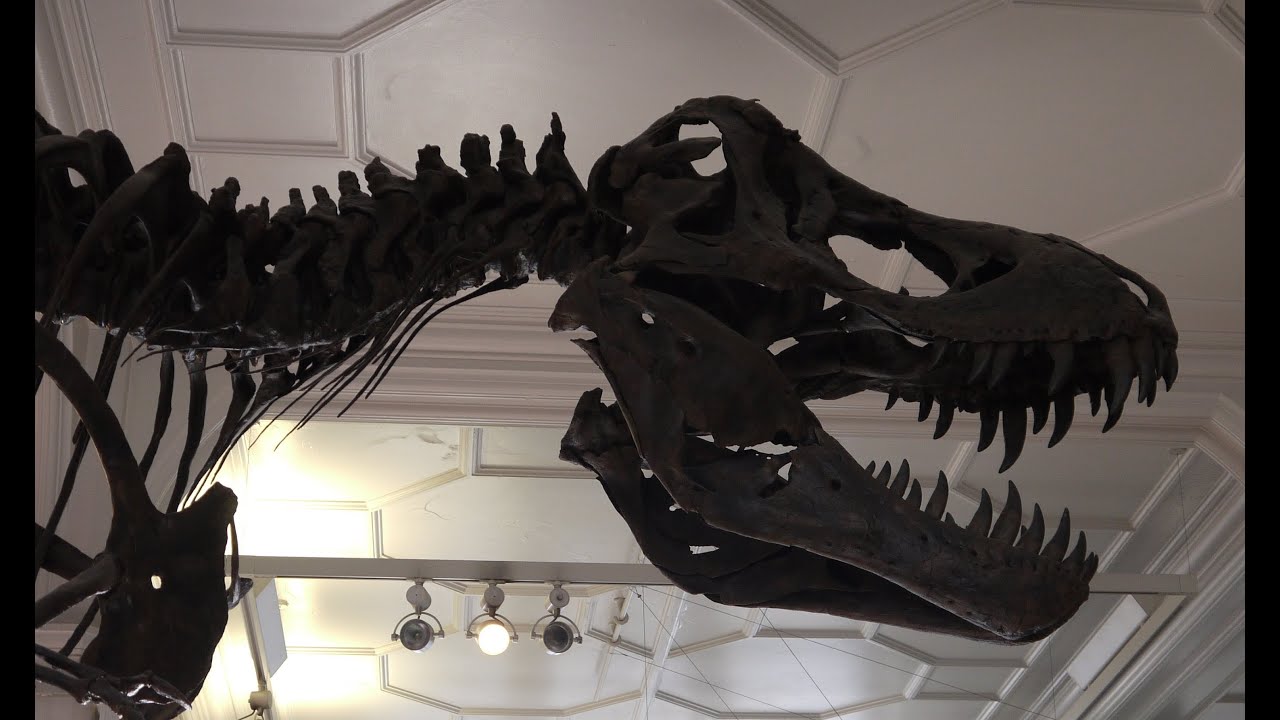 TRAVELVLOG MANCHESTER- TACOS & T-REX, MOTHERLAND & MEDIACITY - YouTube
