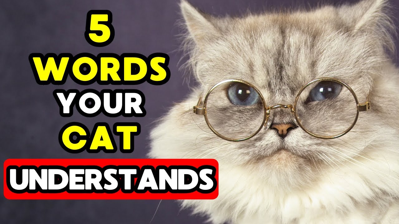 5 WORDS Your Cat ACTUALLY Understands — Proven by SCIENCE! - YouTube