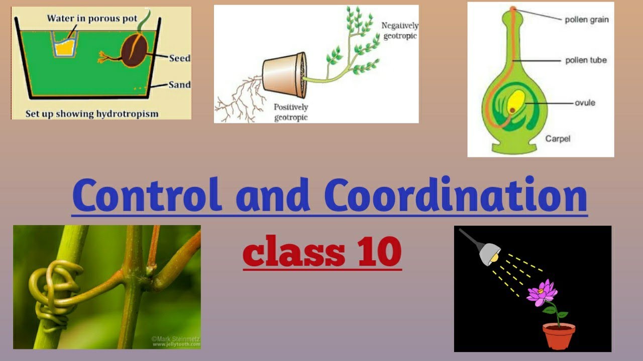 Class 10 | Control & Coordination | Tropic movement in plants - YouTube