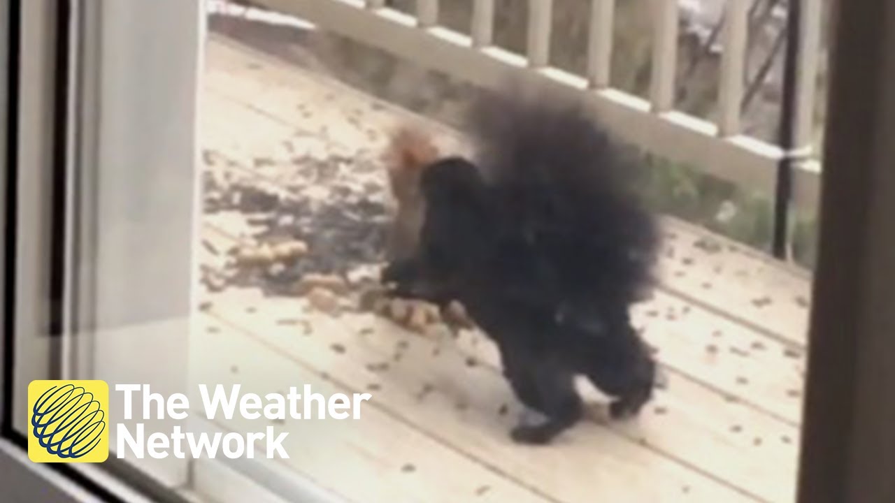 Squirrels battle it out for the stash of nuts, in slow motion - YouTube