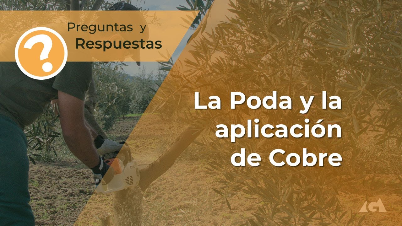 La Poda y la Aplicación de Cobre - YouTube