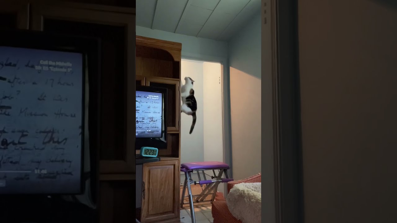 super high cat jump - YouTube