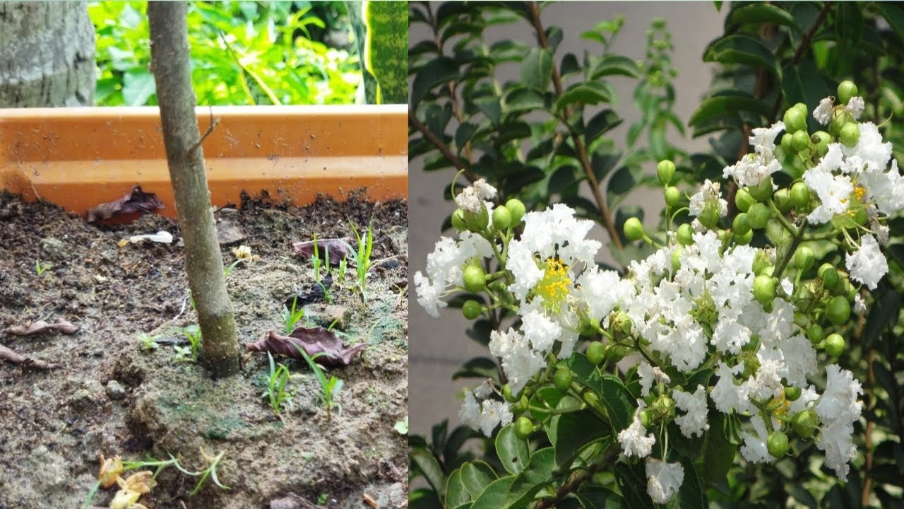 How to Grow Furush / Complete Care of Furush Plant / Crape Myrtle - YouTube