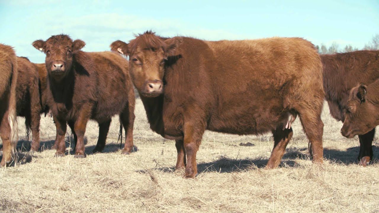 Winter Grazing Systems: Cattle That Suit Your System - YouTube