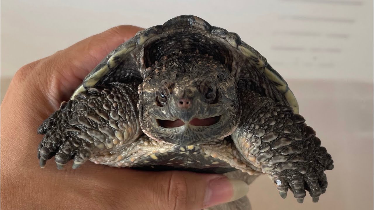 Bóc hộp thành viên mới. - common snapping siêu to, đen tuyền | snapping ...