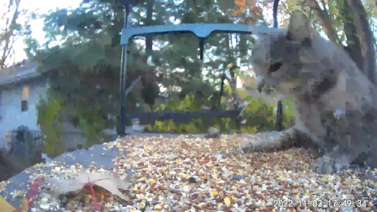 Gray Cat Attack On Greenhouse Bird Feeder - YouTube