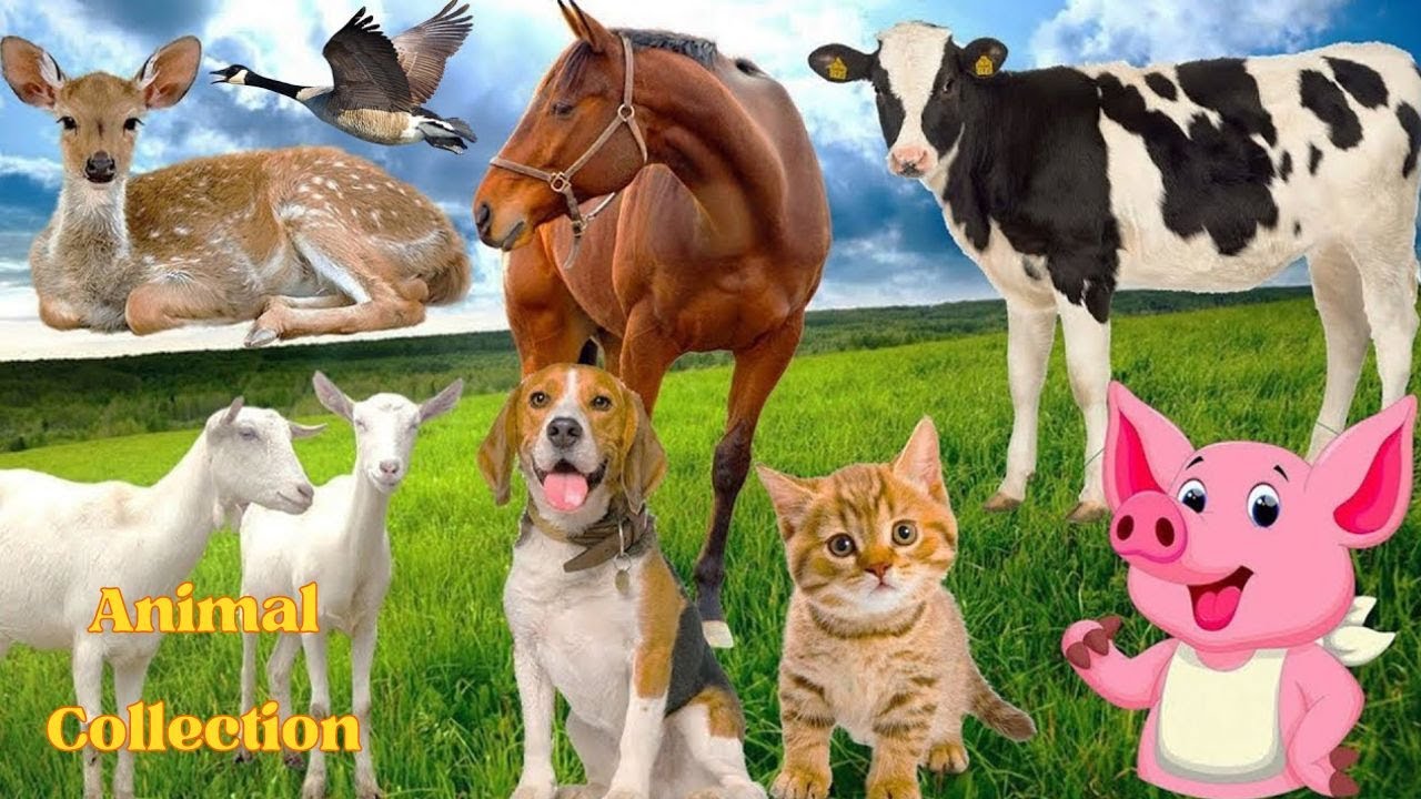 Sounds Of Wild Animals, Familiar Animal : Cat, Dog, Elephant, Giraffe ...