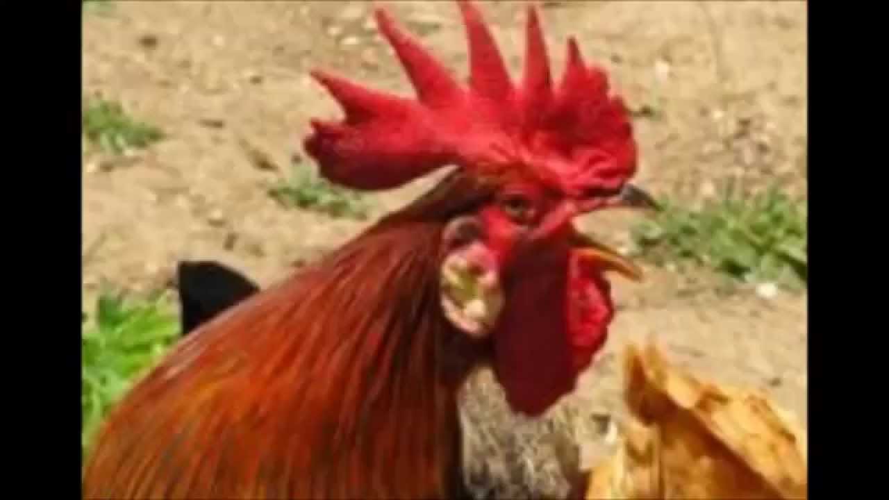 pepper song manok background - YouTube