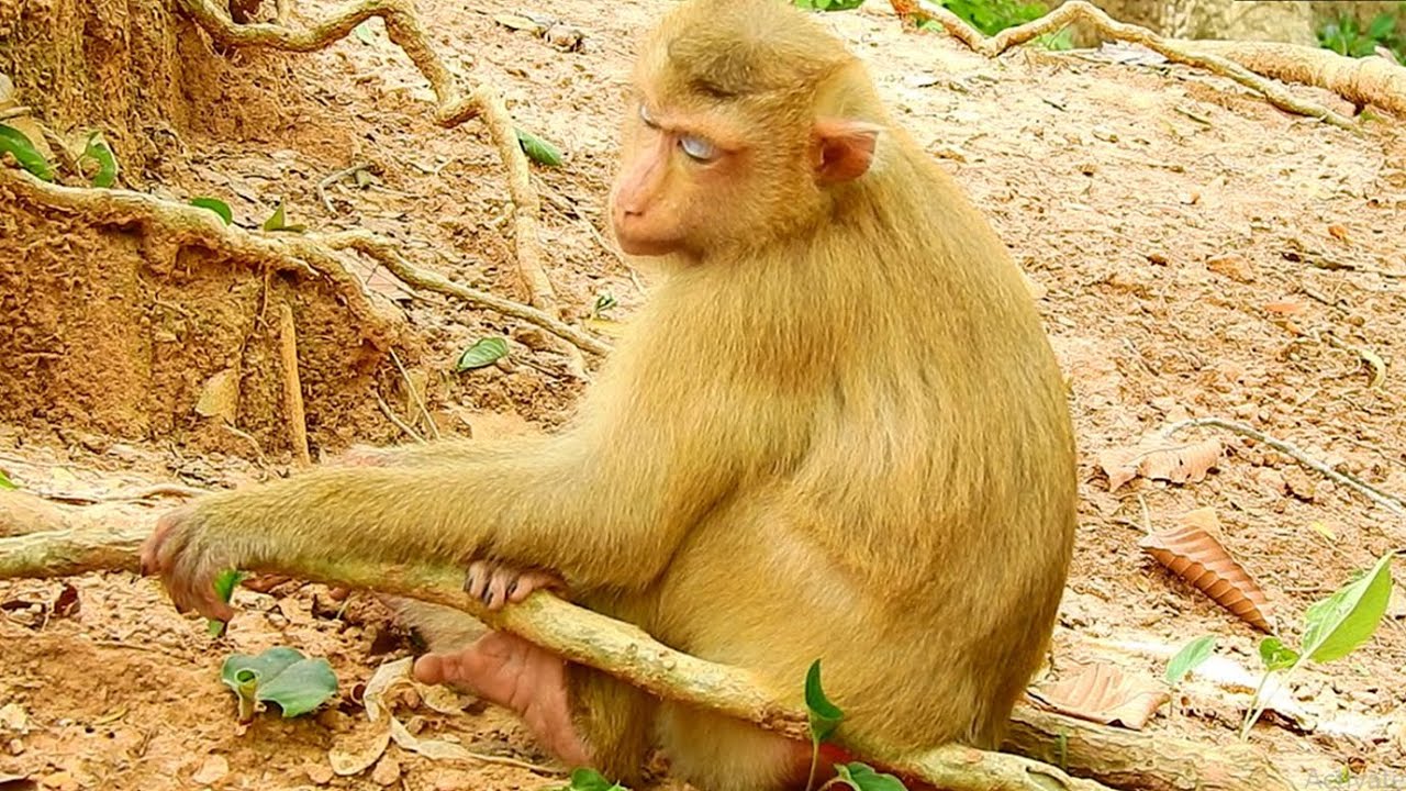 Princess rose monkey do action so lovely ,Rose away action selien ...