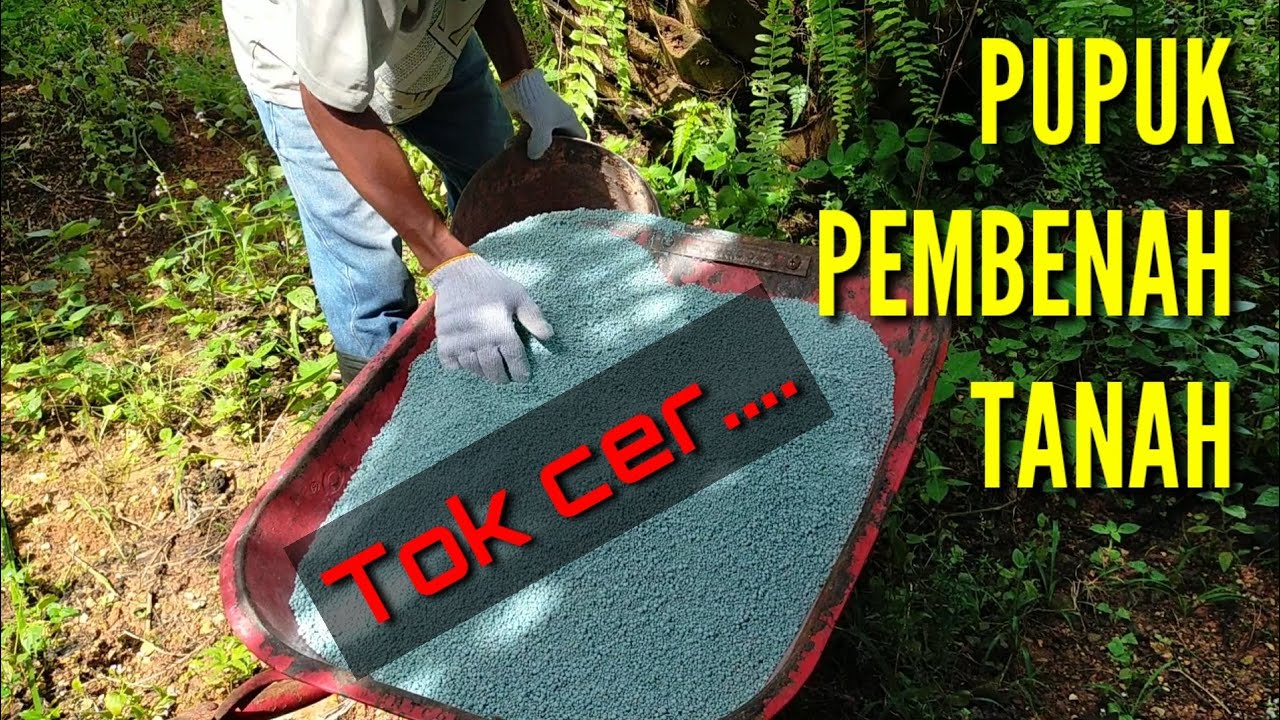 Memupuk sawit dengan pupuk pembenah tanah @kopiinspirasi81 - YouTube