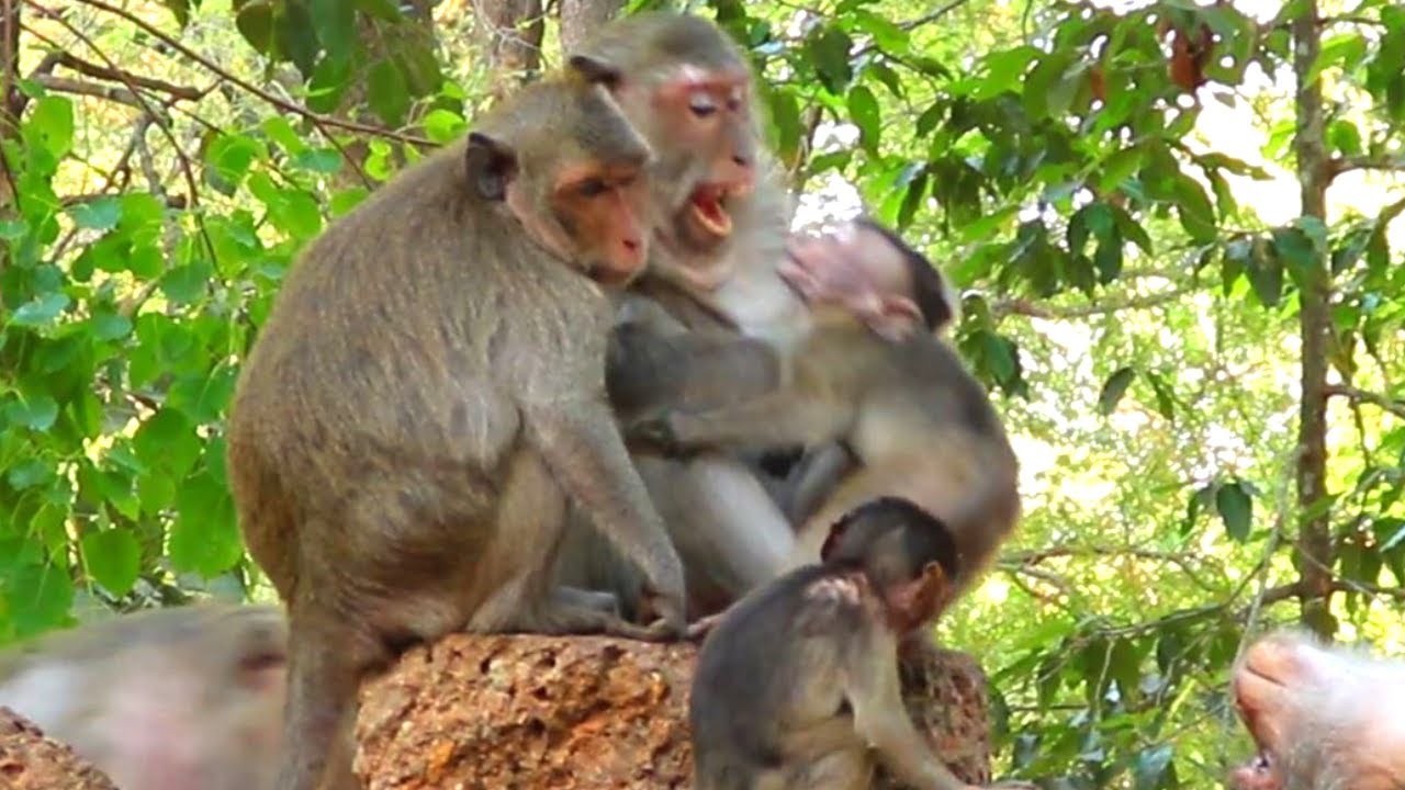 Not Bad A Mother Monkey Weaned Baby Milk | Monkey Tube - YouTube